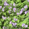 Hydrophyllum virginianum (Eastern Waterleaf, John's Cabbage, Shawnee ...