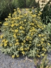 Cytisus scoparius (Common Broom, English Broom, Portuguese Broom ...