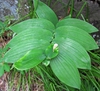 Polygonatum humile (Dwarf Solomon's Seal) | North Carolina Extension ...