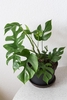 Epipremnum pinnatum (Cebu Blue, Centipede Tongavine, Dragon-Tail Plant ...