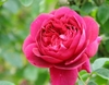 Rosa (Rose, Roses) | North Carolina Extension Gardener Plant Toolbox