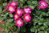 Rosa Sharifa Asma® 'AUSreef' (Sharifa Asma rose) | North Carolina ...