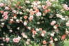 Rosa 'Rene Andre' (Rene Andre) | North Carolina Extension Gardener ...