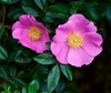 Rosa virginiana (Common Wild Rose, Prairie Rose, Virginia Rose) | North ...