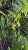 Smilax bona-nox (Bullbriar, Catbriar, Dunes Saw Greenbrier, Greenbriar ...