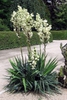 Yucca rostrata (Adam's Yucca, Beaked Blue Yucca, Beaked Yucca, Big Bend ...