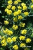 Euphorbia peplus (Cancer Weed, Petty Spurge, Radium Weed) | North ...