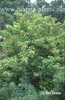 Pterostyrax corymbosus (Little Epaulettetree) | North Carolina ...