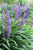 Tradescantia sillamontana (Cobweb Spiderwort, White Gossamer Plant ...