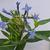 Amsonia 'Blue Ice' ('Blue Ice' Blue Star, Blue Star) | North Carolina ...