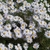 Aster (Aster) | North Carolina Extension Gardener Plant Toolbox