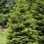 Abies alba (Common Silver Fir, European Silver Fir, Silver Fir) | North ...