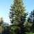 Abies alba (Common Silver Fir, European Silver Fir, Silver Fir) | North ...