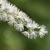 Actaea podocarpa (American Bugbane, Black Snakeroot, Bugbane, Mountain ...