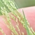Agrostis hyemalis (Tickle Grass, Winter Bentgrass) | North Carolina ...