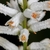 Aletris farinosa (Colic-Root, Northern White Colic-root, True Unicorn ...