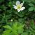 Anemone virginiana (Tall Anemone, Thimbleweed) | North Carolina Extension Gardener Plant Toolbox