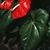 Anthurium (Anthurium, Flamingo Flower, Flamingo Lily, Tailflower ...