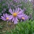 Aster (Aster) | North Carolina Extension Gardener Plant Toolbox
