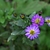 Aster (Aster) | North Carolina Extension Gardener Plant Toolbox