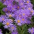 Aster (Aster) | North Carolina Extension Gardener Plant Toolbox