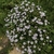Aster (Aster) | North Carolina Extension Gardener Plant Toolbox