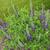 Baptisia australis (Blue False Indigo, Blue Wild Indigo, False Indigo ...
