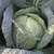 Brassica oleracea (Savoy Cabbage Group) (Cabbage, Lombard Cabbage ...