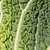 Brassica oleracea (Savoy Cabbage Group) (Cabbage, Lombard Cabbage ...