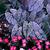 Caladium (Angel Wings, Caladium, Elephant's Ear) | North Carolina ...