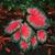 Caladium (Angel Wings, Caladium, Elephant's Ear) | North Carolina ...