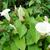 Artemisia vulgaris (Felon Herb, Mugwort, Riverside Wormwood, Wild ...