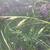 Carex cherokeensis (Cherokee Sedge) | North Carolina Extension Gardener ...