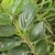 Celtis sinensis (Chinese Hackberry, Chinese Nettle Tree, Japanese ...