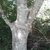 Celtis sinensis (Chinese Hackberry, Chinese Nettle Tree, Japanese ...