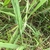Coleataenia anceps (Beaked Panicgrass, Beaked Panic Grass, Beaked ...