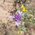 Dichelostemma congestum (Blue-dicks, Congested Snake Lily, Field ...