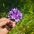 Dichelostemma congestum (Blue-dicks, Congested Snake Lily, Field ...