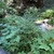 Euonymus occidentalis (Burning Bush, Spindle Tree, Wahoo, Western ...
