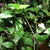 Gibasis pellucida (Tahitian Bridal Veil) | North Carolina Extension ...