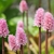 Helonias bullata (Swamp Pink, Swamp-pink) | North Carolina Extension ...