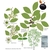 Ilex coriacea (Baygall Bush, Big Gallberry, Inkberry, Inkberry Holly ...