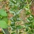 Ilex pernyi (Perny Holly) | North Carolina Extension Gardener Plant Toolbox