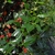 Ilex Christmas Jewel® 'HL10-90' (Christmas Jewel, Christmas Jewel Holly ...