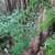 Euonymus occidentalis (Burning Bush, Spindle Tree, Wahoo, Western ...
