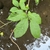 Euonymus occidentalis (Burning Bush, Spindle Tree, Wahoo, Western ...