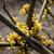 Lindera obtusiloba (Blunt-Lobed Spicebush, Japanese Spicebush, Japanese ...