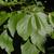Lindera obtusiloba (Blunt-Lobed Spicebush, Japanese Spicebush, Japanese ...