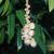Lithocarpus henryi (Henry Tanbark Oak) | North Carolina Extension ...