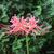 Lycoris radiata (Naked Lily, Red Spider Lily, Spider Lily) | North ...